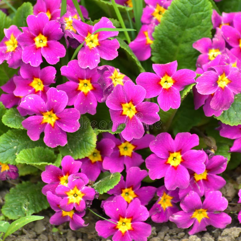 Primula Vulgaris stock photo. Image of flowering, flower - 245943306