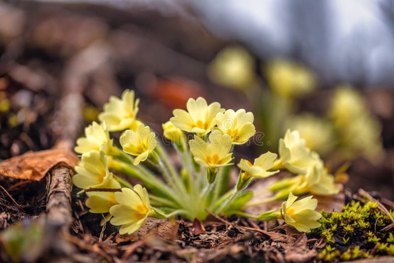 Primula Vulgaris, Primrose Flower in Forest Stock Photo - Image of ...