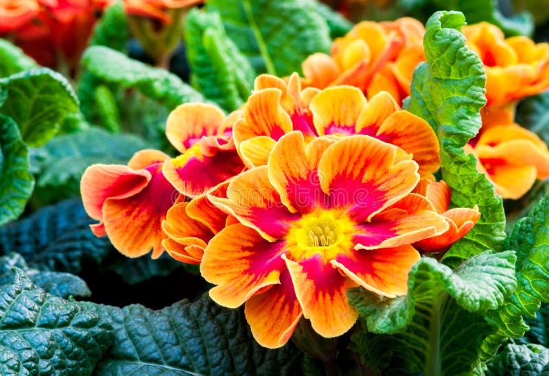Primula Vulgaris stock image. Image of fresh, floral - 38664897