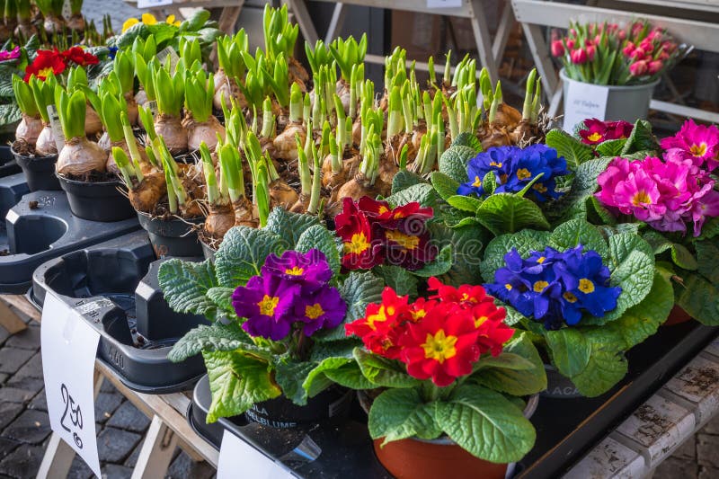 Primula Vulgaris and Spring Bulbs of Daffodils on Display at a Garden ...