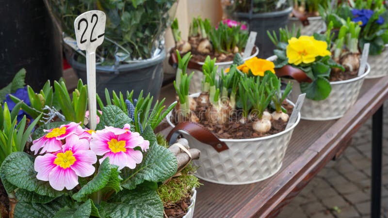 Primula Vulgaris and Spring Bulbs of Daffodils in Pots on Display at a ...
