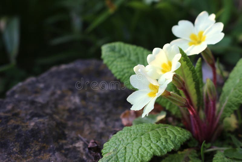 Primula Vulgaris, Yellow Primroses Stock Image - Image of closeup ...