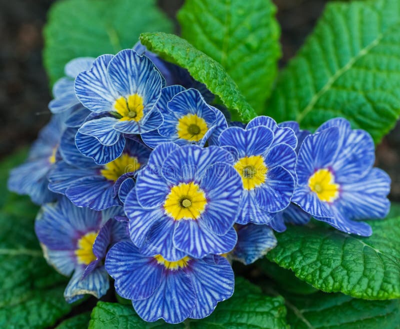 Primula Zebra Blue stock photo. Image of perennial, blooming - 38665246
