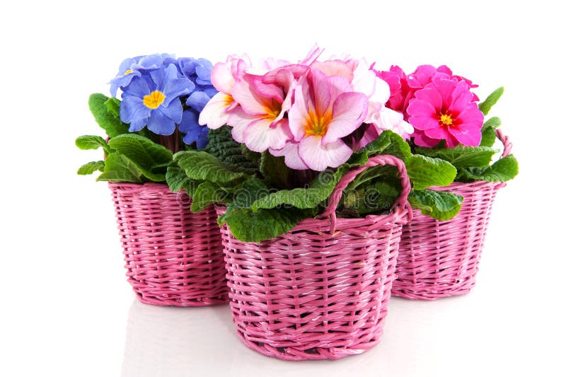 Primulas stock image. Image of shot, primulas, flowers - 13124561