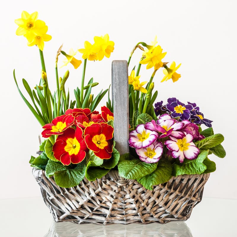 Primulas. Basket of Spring Flowers Stock Photo - Image of rattan ...