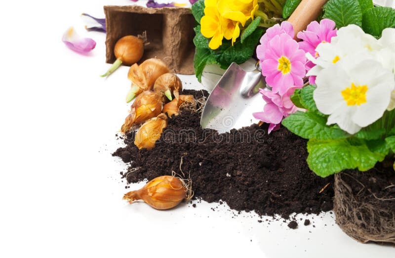 Primulas, Bulbs, Gardening, Spring Flowers Stock Photo - Image of ...