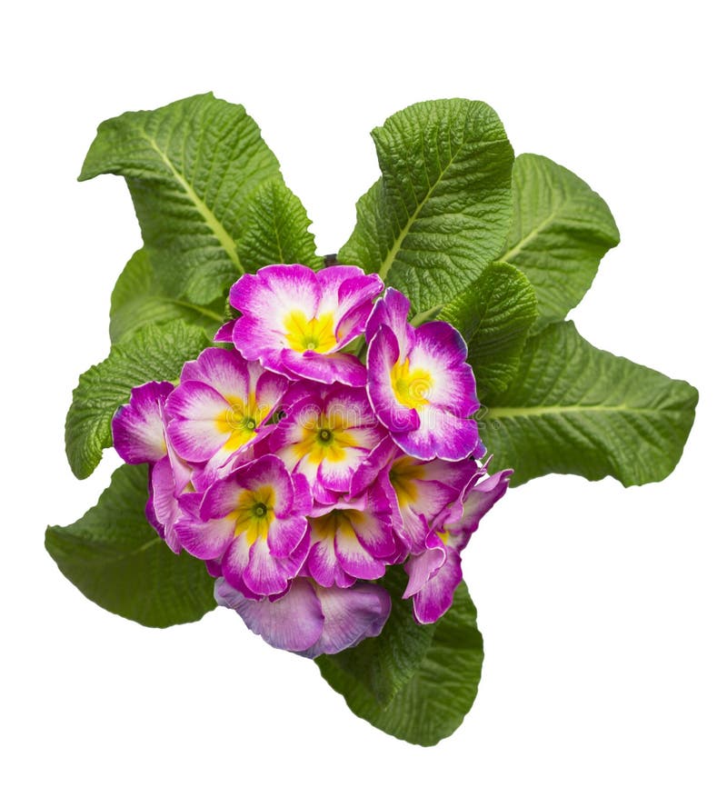 22,560 Flowers Primrose Stock Photos - Free & Royalty-Free Stock Photos ...