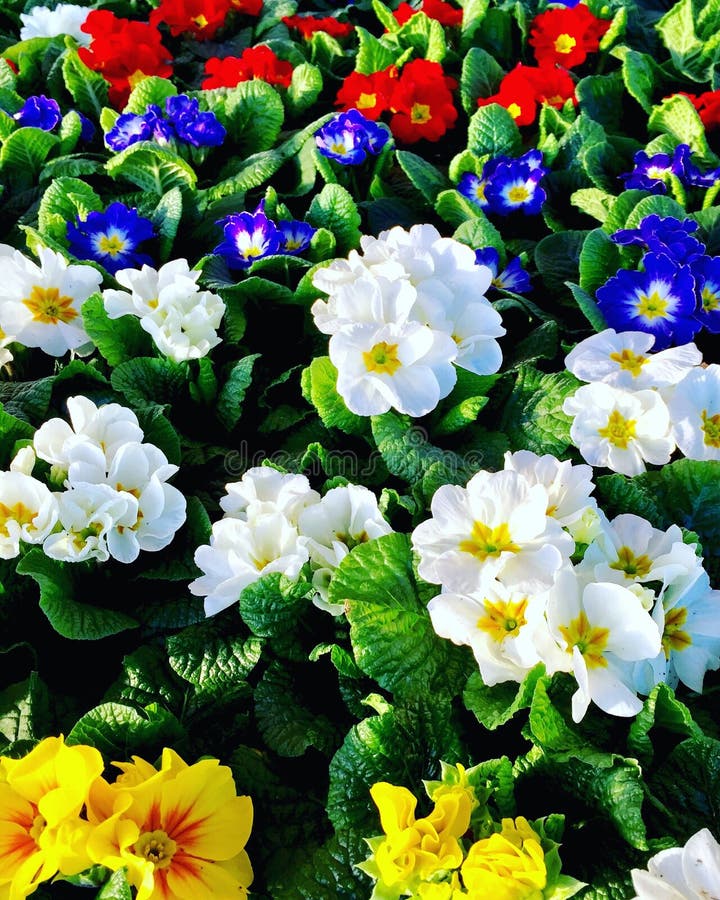Yellow Primulas (Primula Hortensis) Stock Image - Image of orange ...