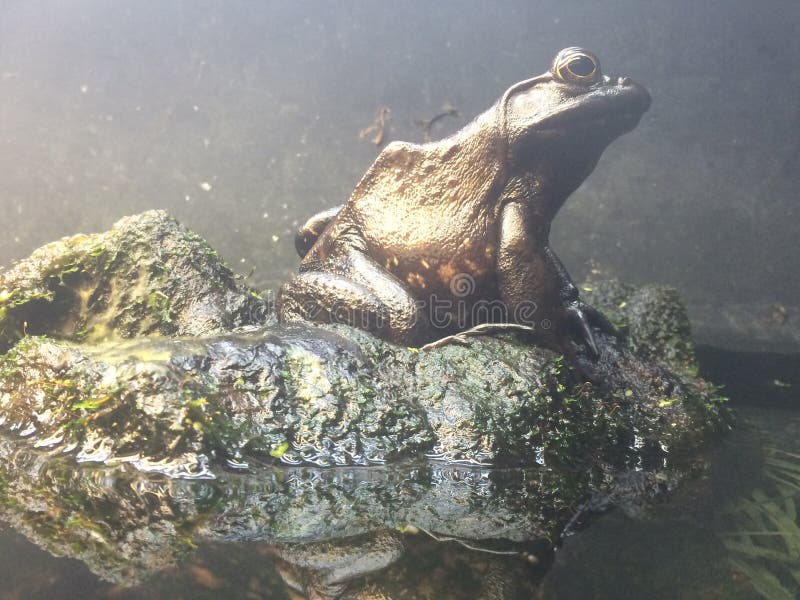 Prince Charming stock image. Image of american, charming - 47268167