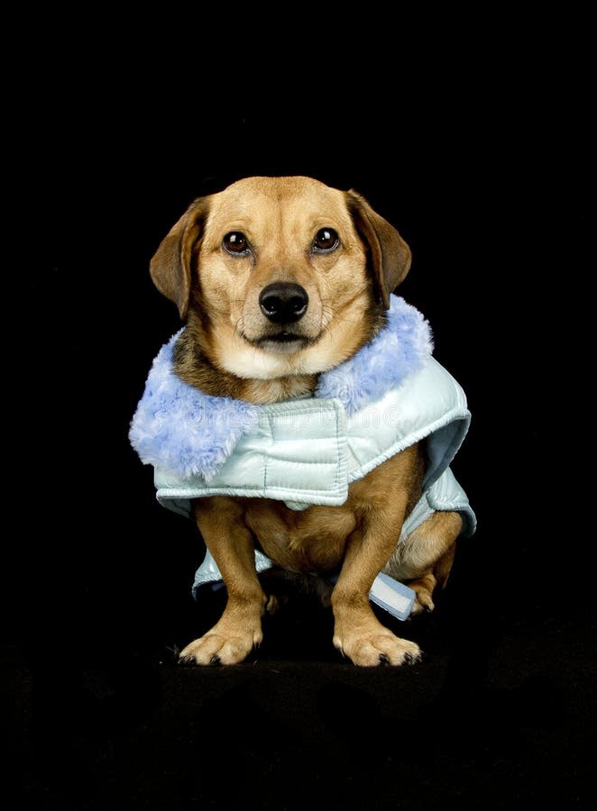 Prince charming stock photo. Image of colorful, sweet - 11779264