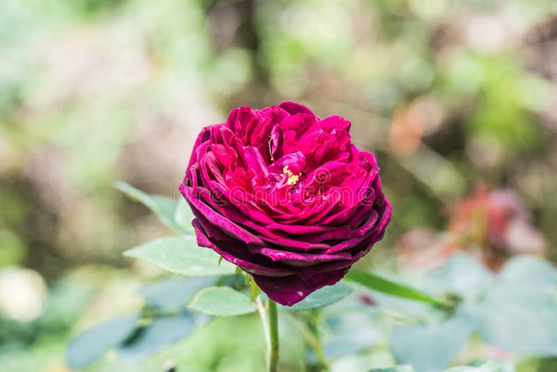 The Prince Rose or Pink Rose in Garden Stock Photo - Image of bouquet ...