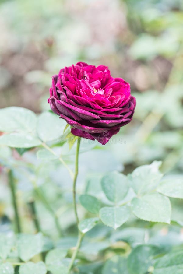 The Prince Rose or Pink Rose in Garden Stock Photo - Image of blooming ...