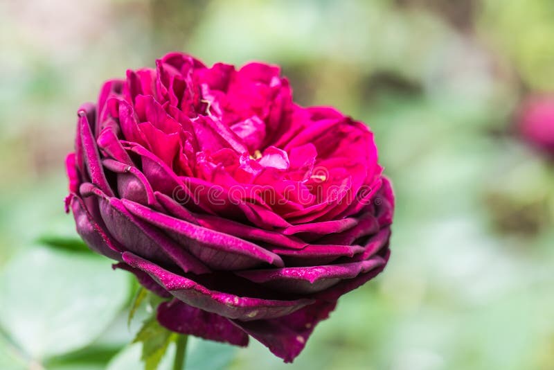 The Prince Rose or Pink Rose in Garden Stock Photo - Image of gardening ...