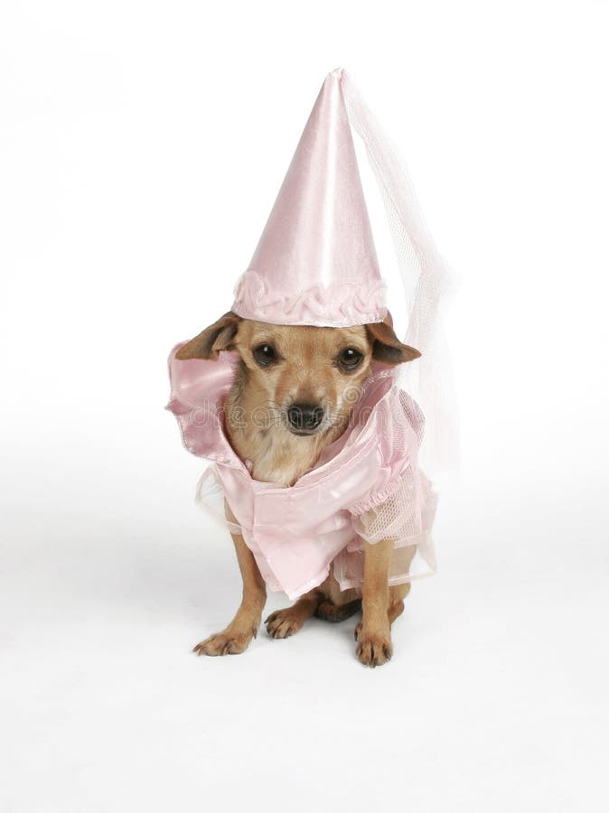 Princesa imagen de archivo. Imagen de princesa, perrito - 2548679