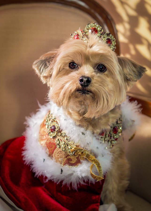 Princesa Real Doggie Del Perro Foto de archivo - Imagen de corona ...