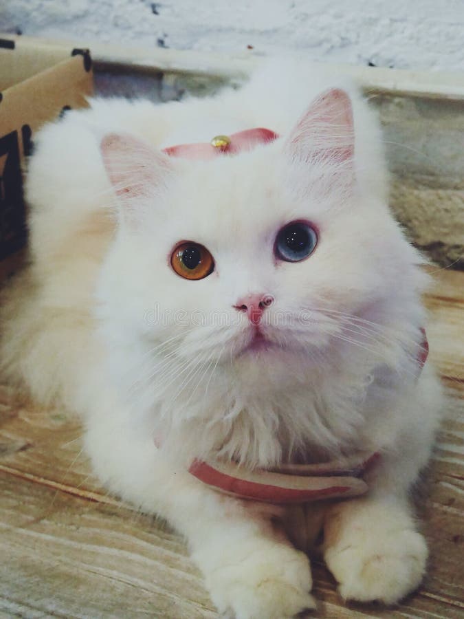 Princess cat stock image. Image of calf, girl, flirting - 65331071