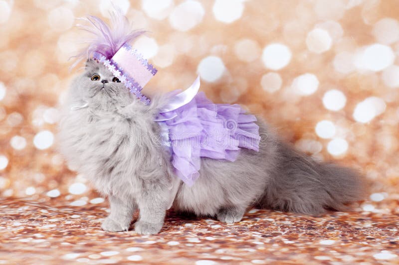 Princess Cat Cats in the Background Colored Stock Photo - Image of blue ...