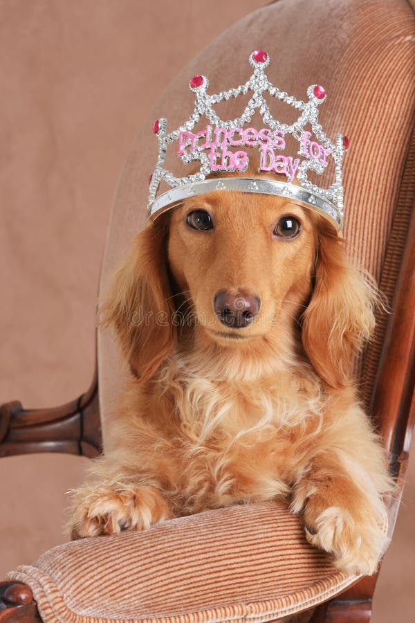 Spoiled dog stock image. Image of canine, ballerina, english - 42361791