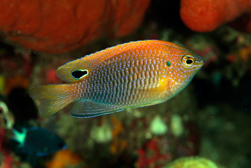 Cocoa Damselfish stock photo. Image of underwater, butterflyfish - 7293050