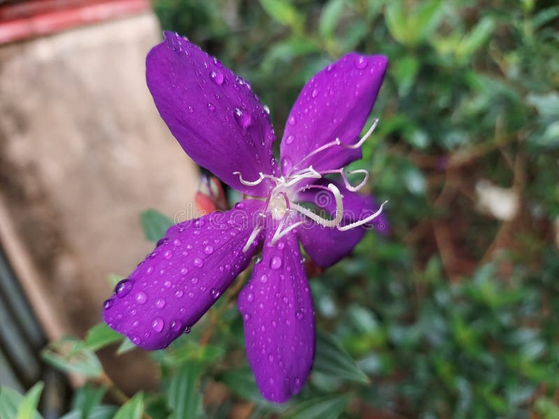 The Princess Flower Pleroma Semidecandrum Glory Bush in Bloom Stock ...