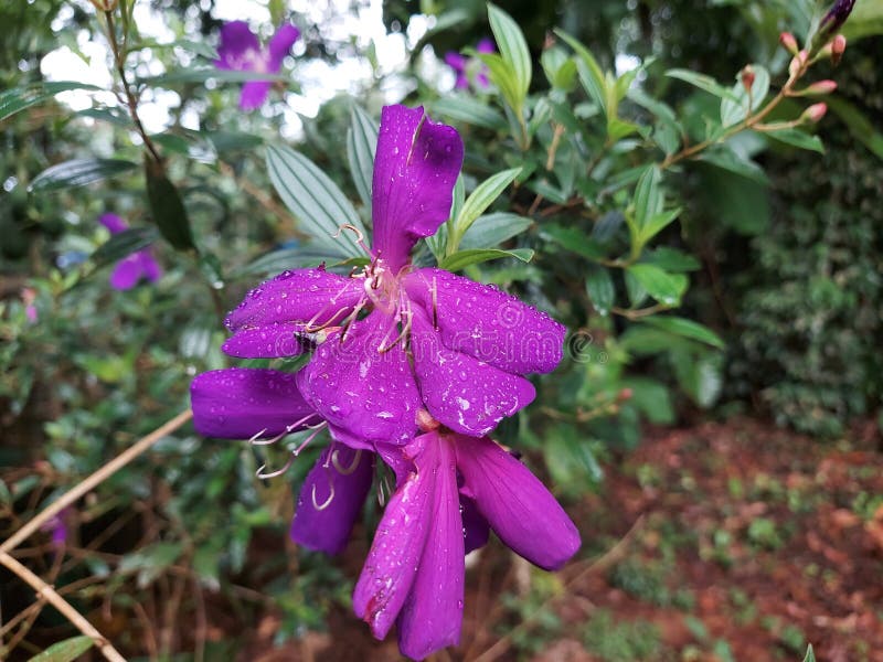 The Princess Flower Pleroma Semidecandrum Glory Bush in Bloom Stock ...