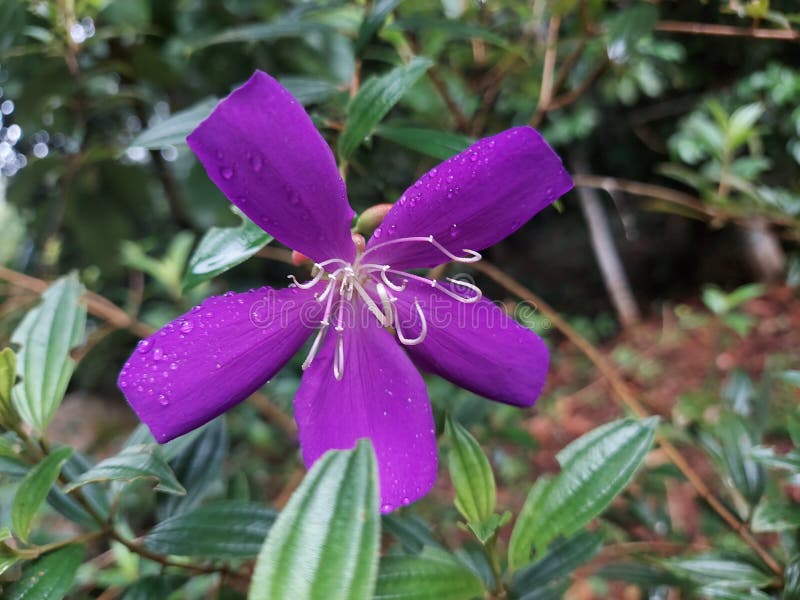 The Princess Flower Pleroma Semidecandrum Glory Bush in Bloom Stock ...