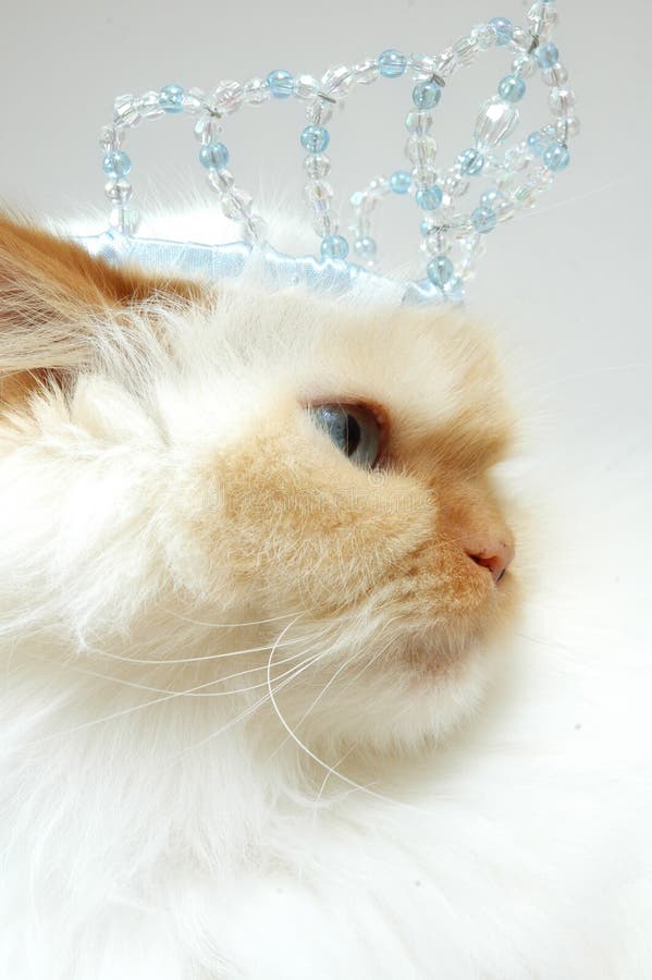 Princess Kitty stock image. Image of expressive, eyes, cute - 416247