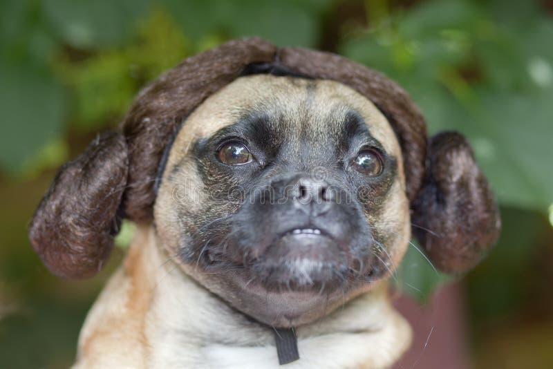 Princess Leia Wedding Dress Stock Photos - Free & Royalty-Free Stock ...