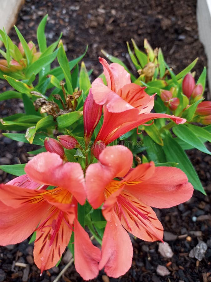 Princess Lilly Flowering Petals Stock Image - Image of garden, green ...