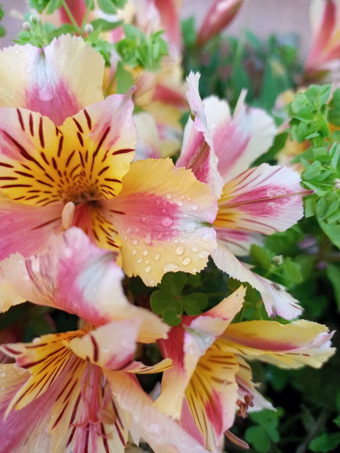 Princess Lilly Flowering Petels Stock Photo - Image of petal, plant ...