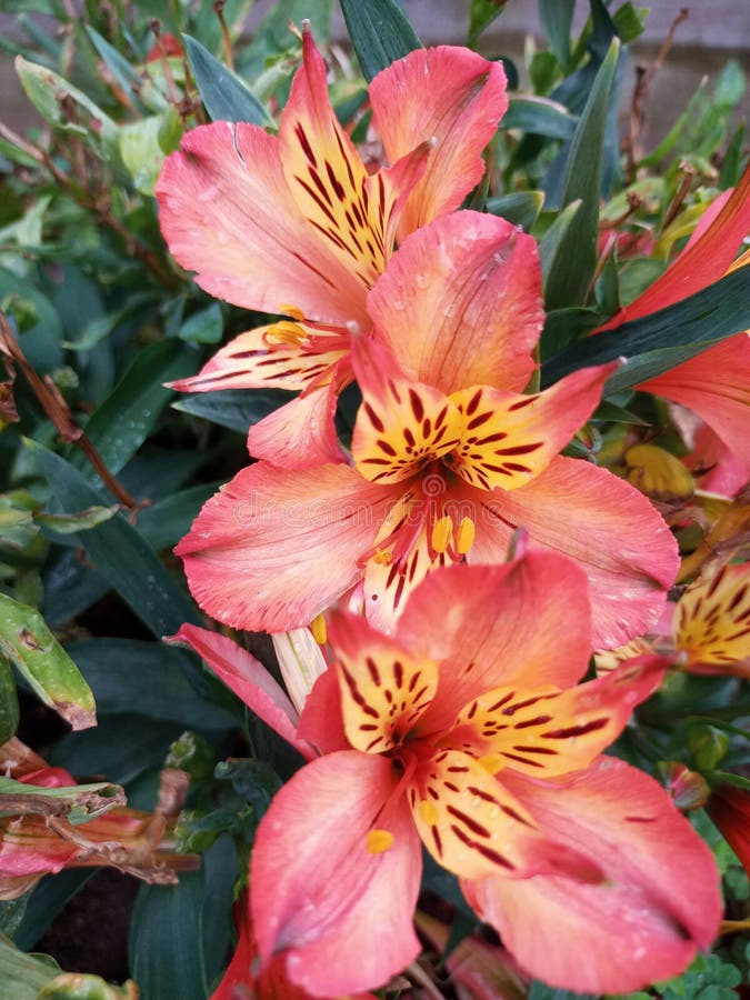 Princess Lilly Flowering Petels Stock Image - Image of petal, shrub ...