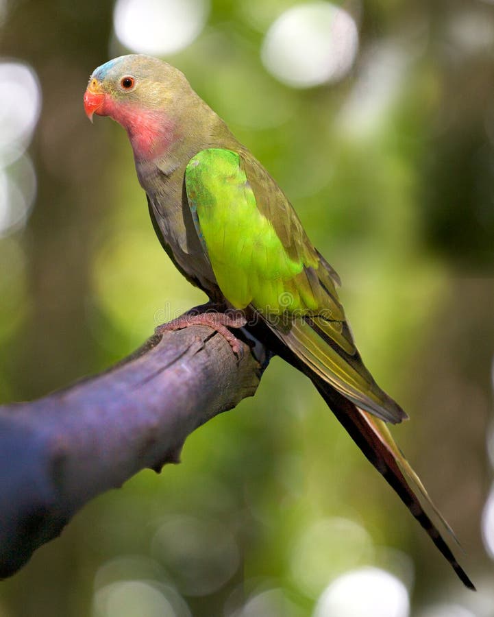 Princess parrot stock image. Image of bird, wings, feathers - 18945401