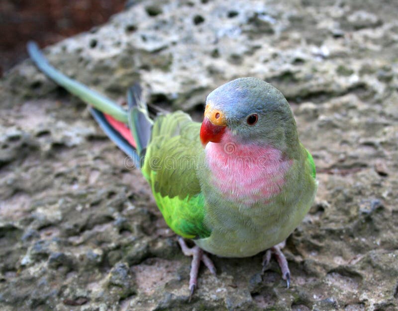 Princess Parrot stock photo. Image of parakeet, green - 5953830