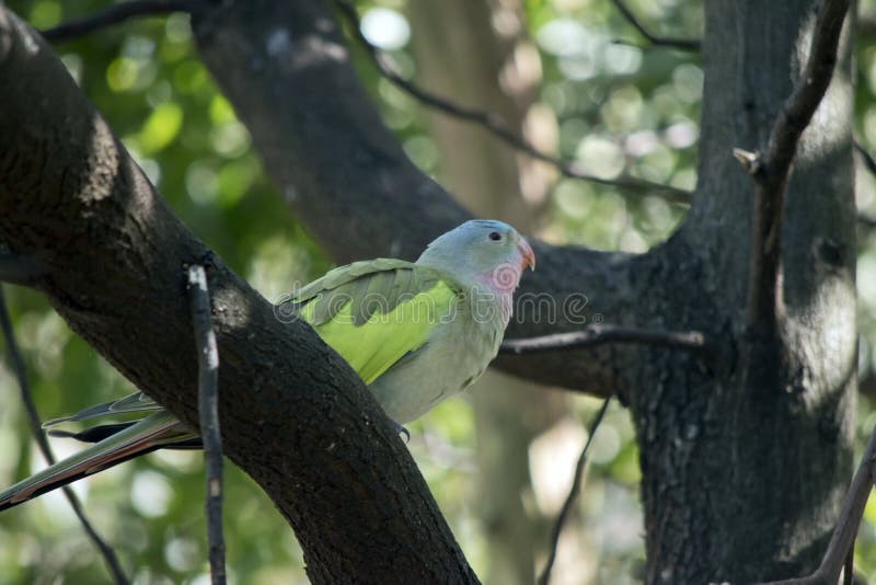 The Princess Parrot is a Colorful Bird with a Pink Beak Stock Photo ...