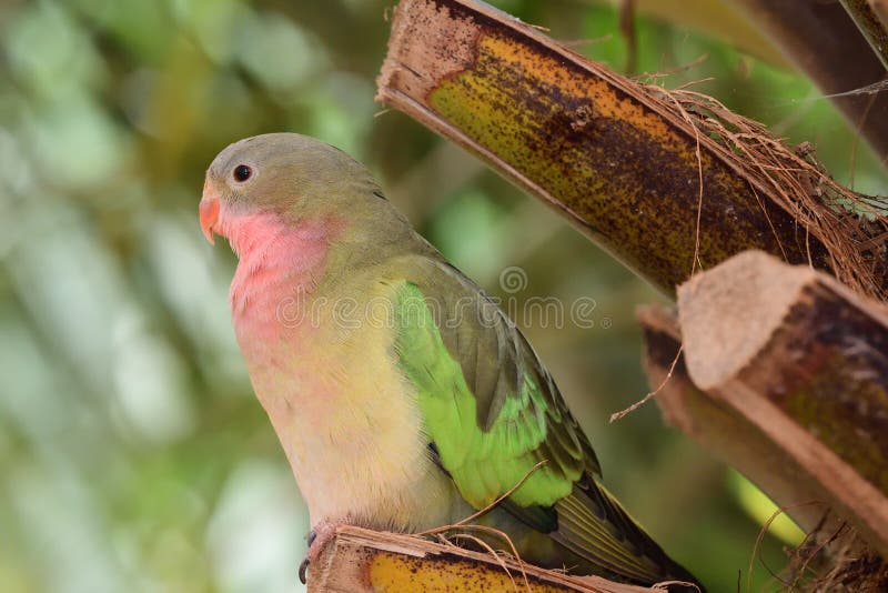 Princess Parrot Polytelis Alexandrae Stock Photo - Image of alexandra ...