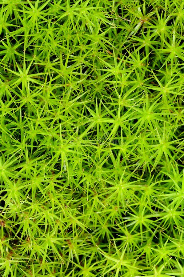 Princess Pine or Ground Moss Stock Photo - Image of natural, princess ...