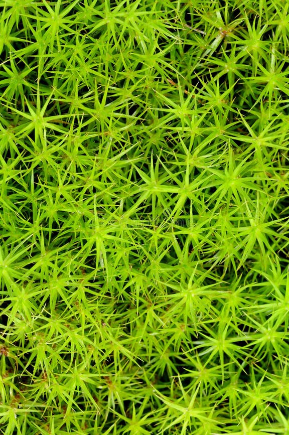 Princess Pine or Ground Moss Stock Photo - Image of natural, princess ...