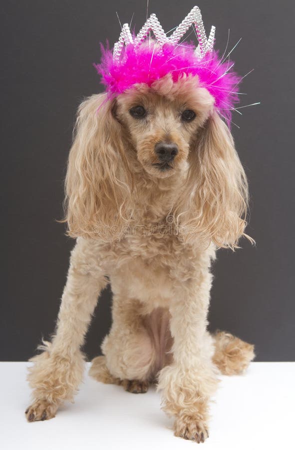 The Princess stock photo. Image of canine, female, looking - 35158694