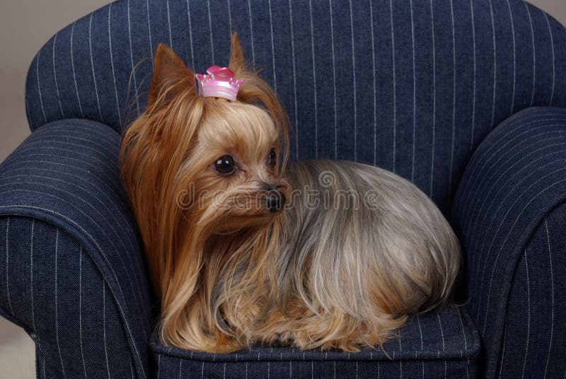 Yorkie Princess with Rose stock photo. Image of performance - 1098570