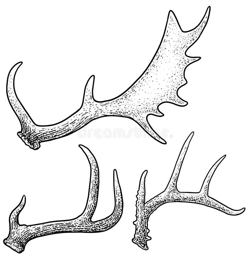 Antlers Illustration, Drawing, Engraving, Ink, Line Art, Vector Stock ...