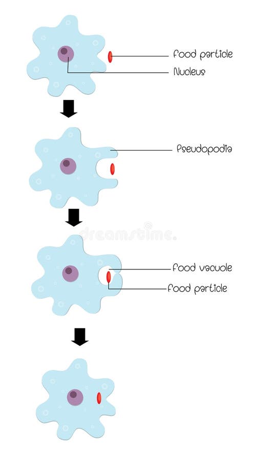 Nutrition in Amoeba stock vector. Illustration of education - 136508847
