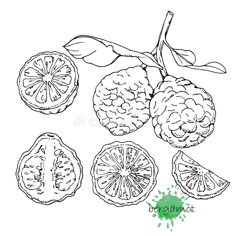 Hand-drawn Illustration of Bergamot. Vector Stock Vector - Illustration ...