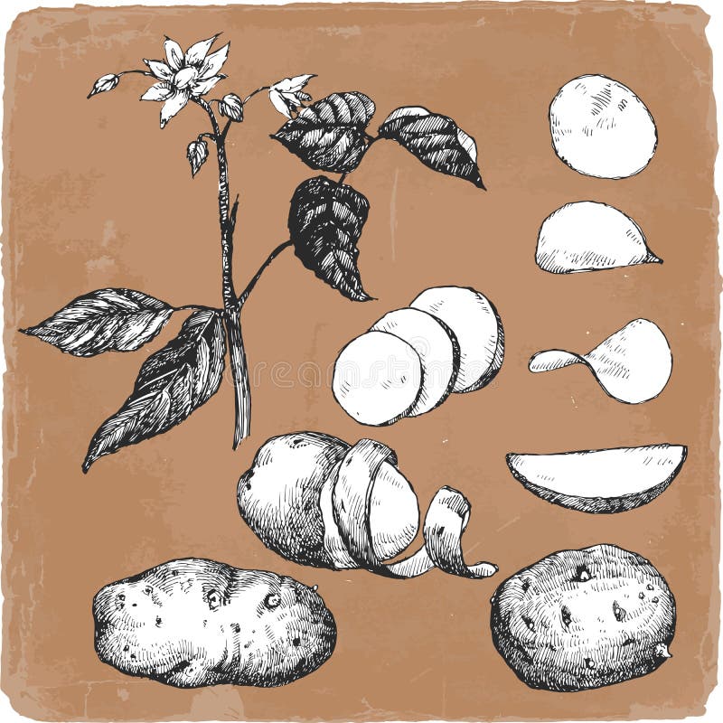 Hand-drawn Illustration of Potato, Vector Stock Vector - Illustration ...