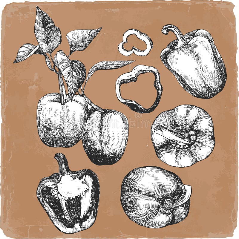 Hand-drawn Illustration of Sweet Pepper, Vector Stock Vector ...