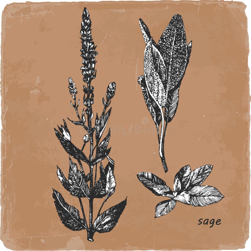 Hand-drawn Illustration Sage. Vector Stock Vector - Illustration of ...