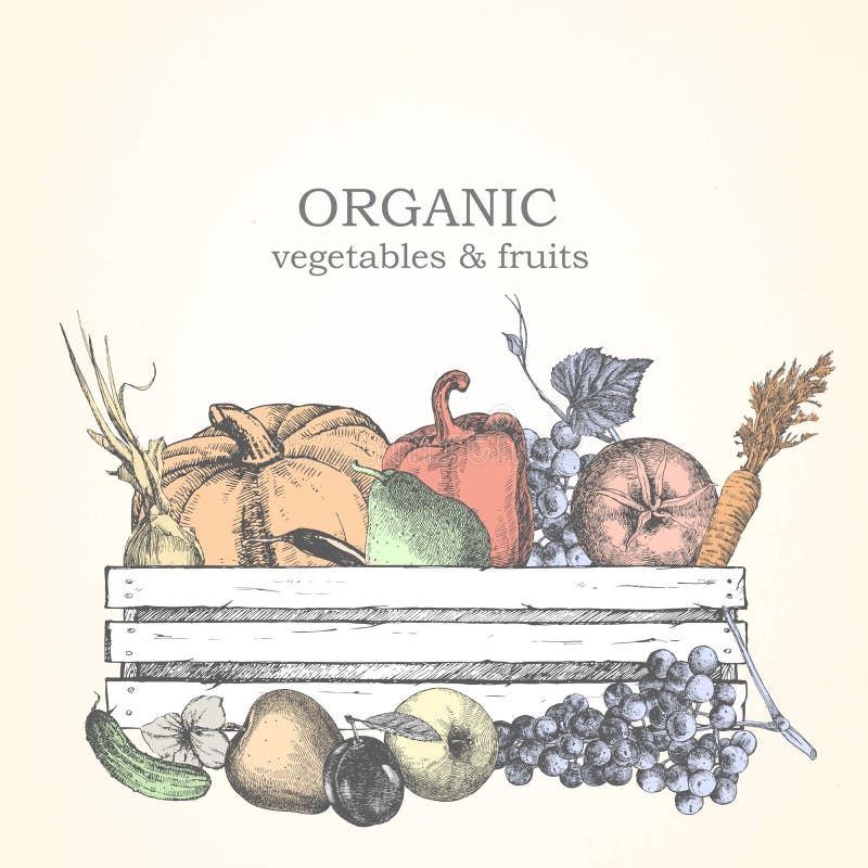 Hand Drawing Vegetables Box Stock Illustrations – 331 Hand Drawing ...