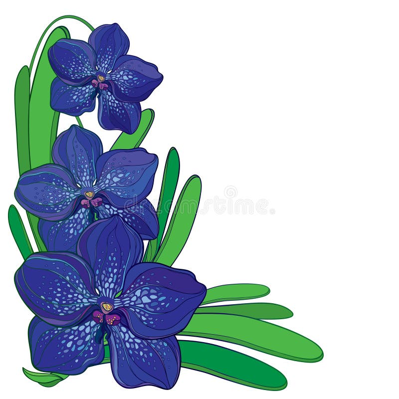 Vanda Stock Illustrations – 528 Vanda Stock Illustrations, Vectors ...