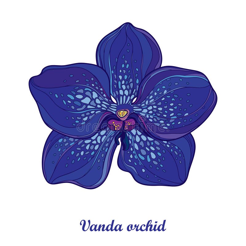 Vector Outline Blue Vanda Orchid Flower Isolated on White Background ...