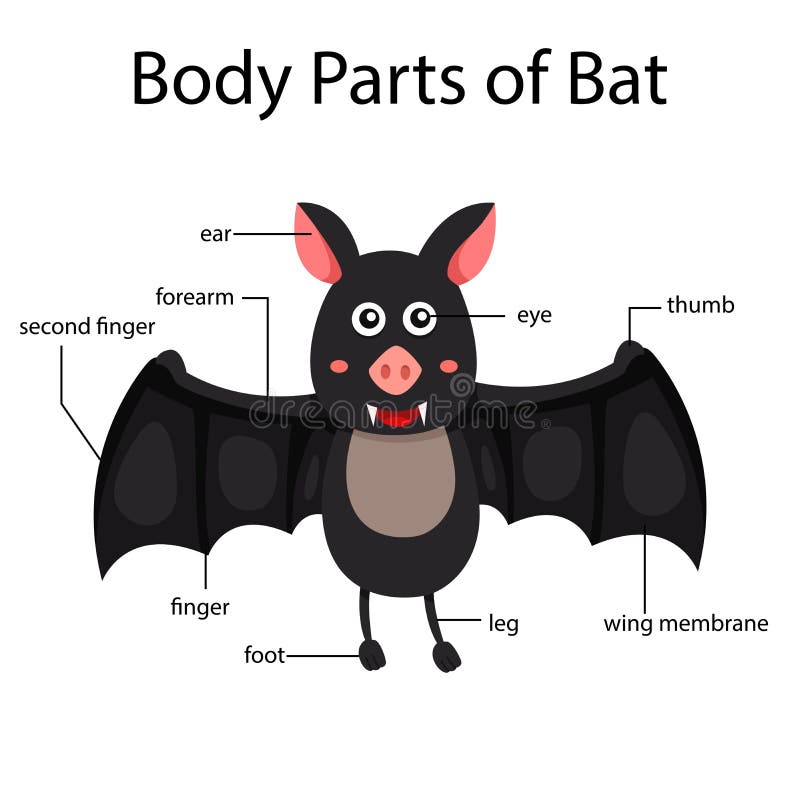 Body Parts Bat Stock Illustrations – 21 Body Parts Bat Stock ...