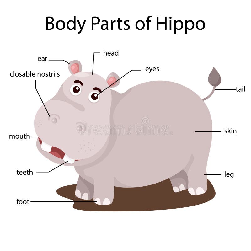 Illustrator of Body Parts of Hippo Stock Vector - Illustration of ...